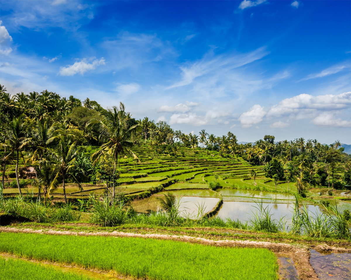 Bali Tourism Board | Ways To Discover The Real Bali