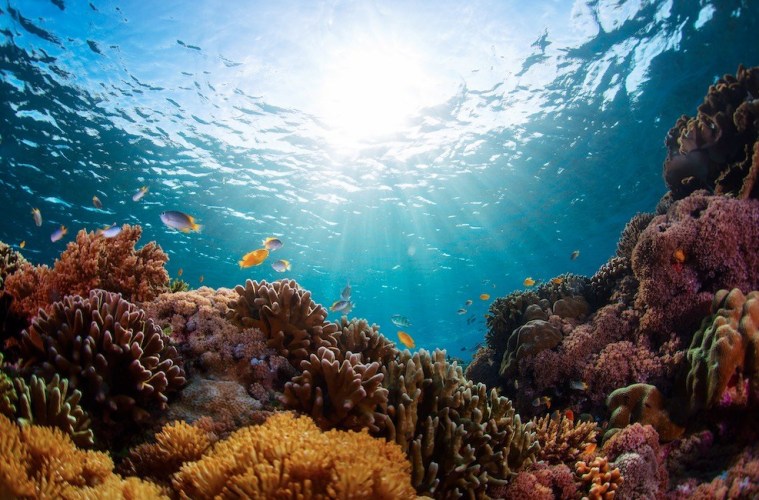 MARINE ECOSYSTEM PROJECT COMPLETED IN BALI SEA - Bali Tourism Board
